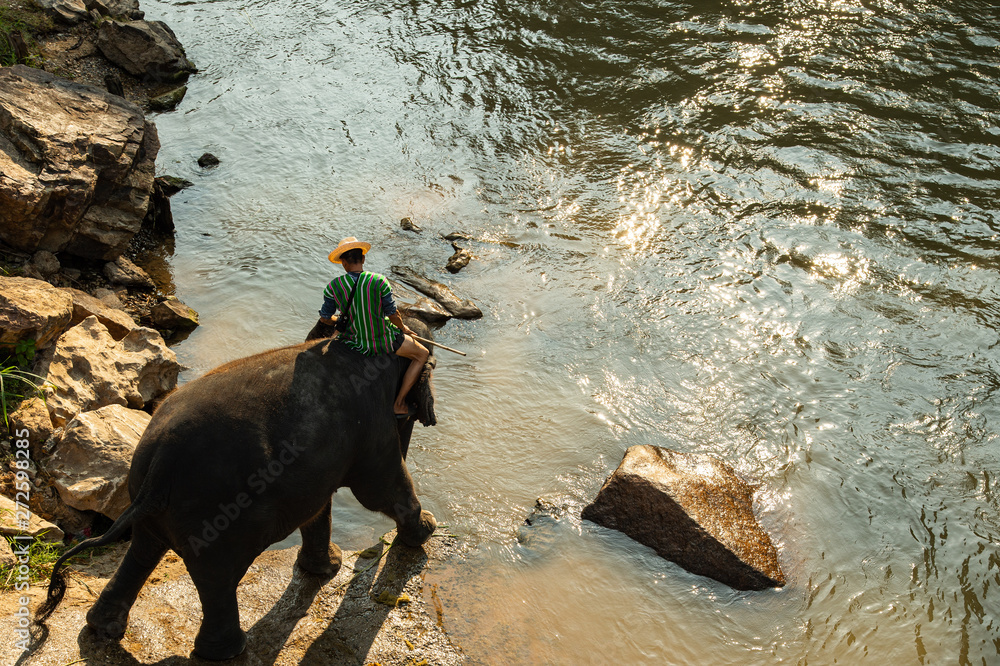 Mahout riding on his elephant in Mae Tang river, Chiang Mai northern ...