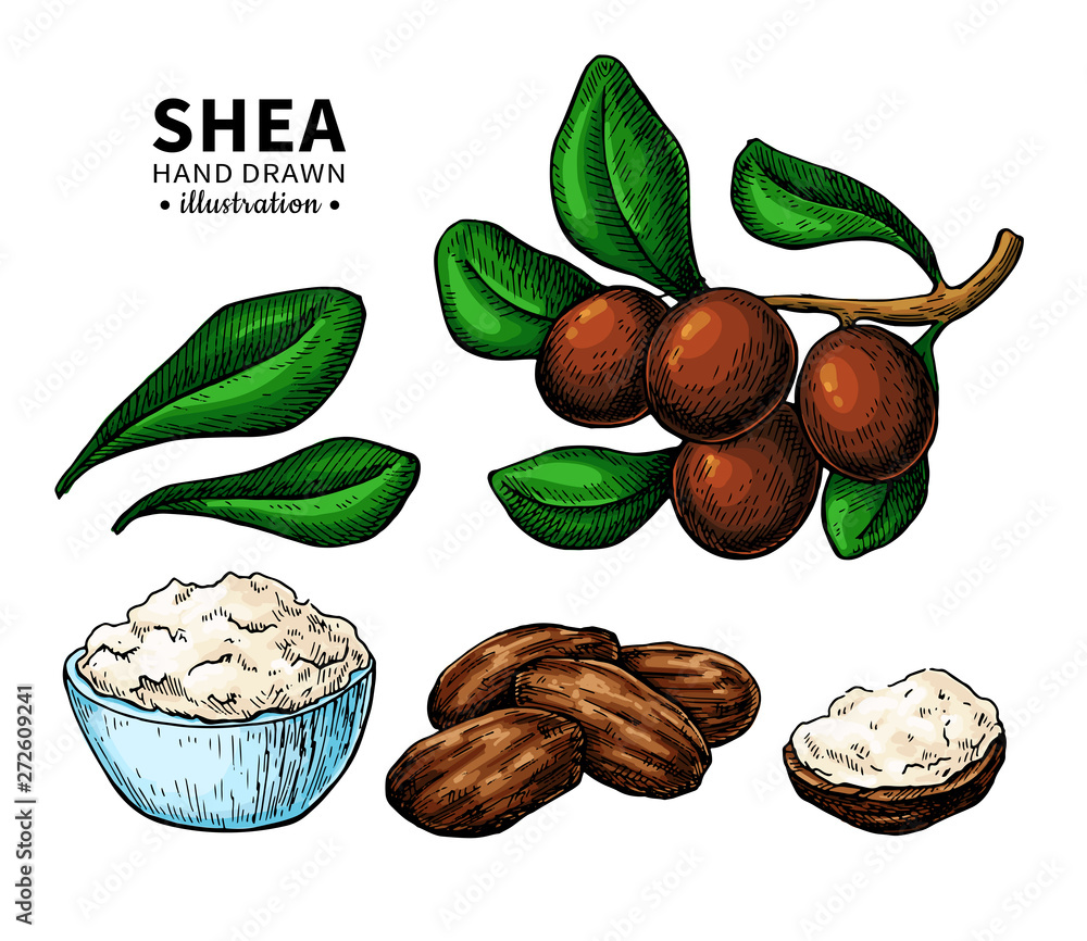 Shea butter vector drawing. Isolated illustration of berry, nuts ...
