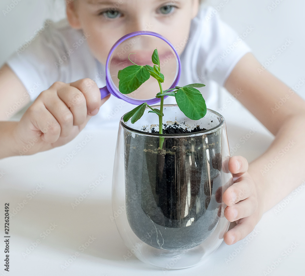Child is looking at small green sprout through magnifier. Hands of kid ...