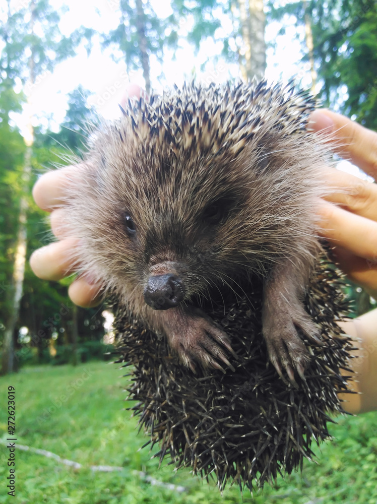 Hedgehog, wild, native, European hedgehog in natural woodland habitat ...