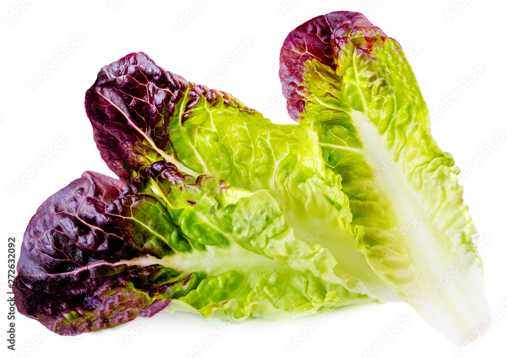 Types Of Purple Lettuce