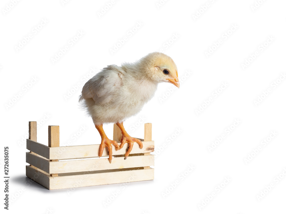 Cute baby chick sitting side ways on edge of little wooden crate ...