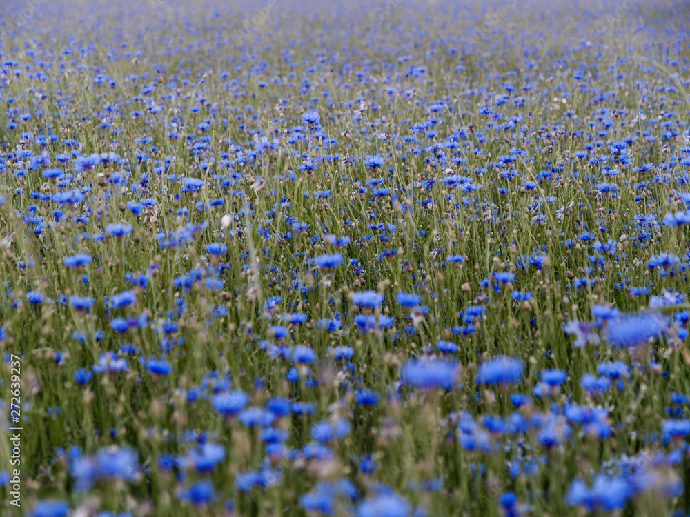 Cornflower Field