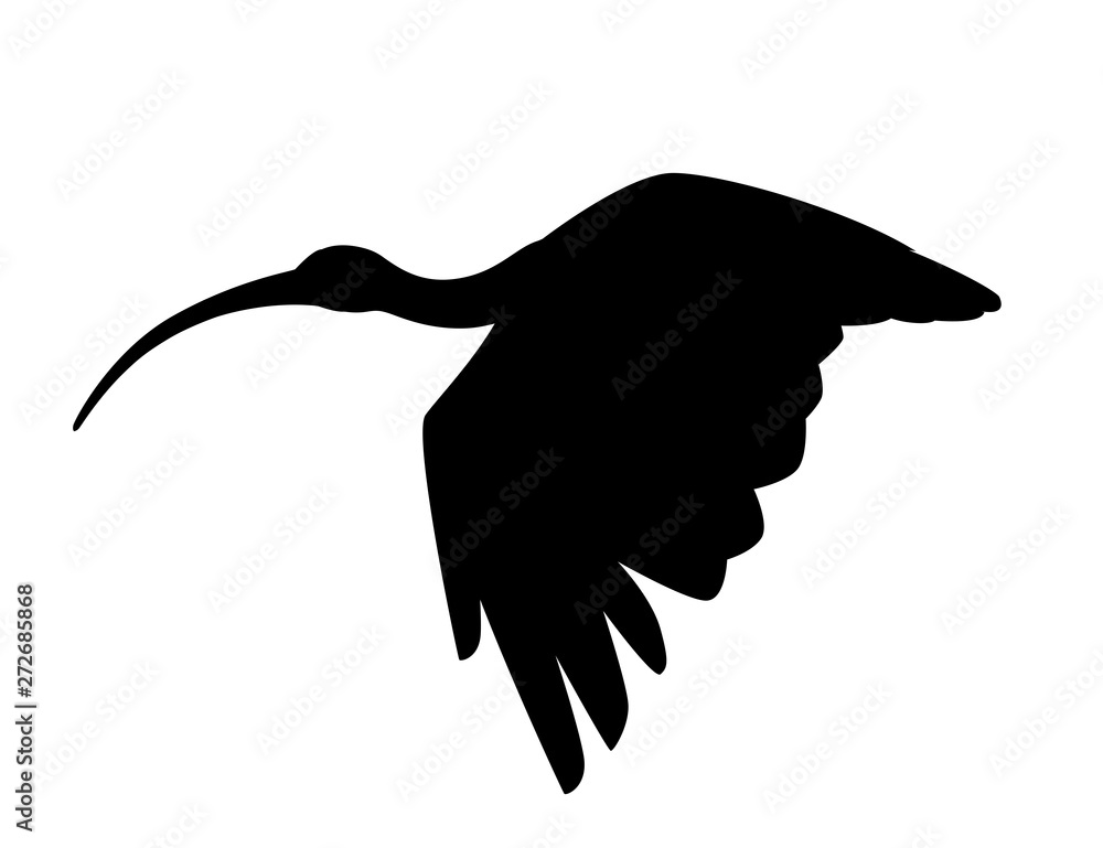 Bird Wings Side View