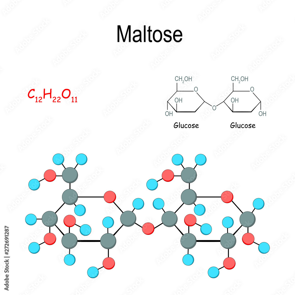 Maltose Structure