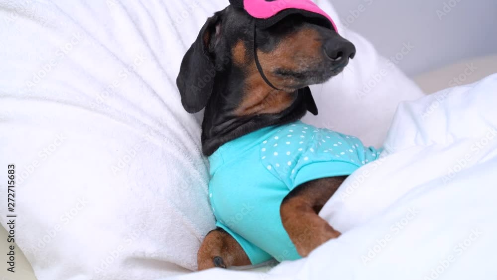Dog dachshund puppy asleep comfortably in bed in the rays of the ...