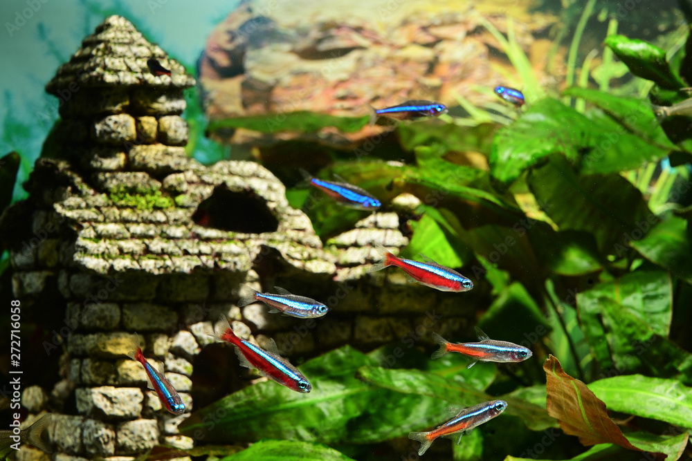 Red neon fish in plastic church in background. Stock Photo | Adobe Stock