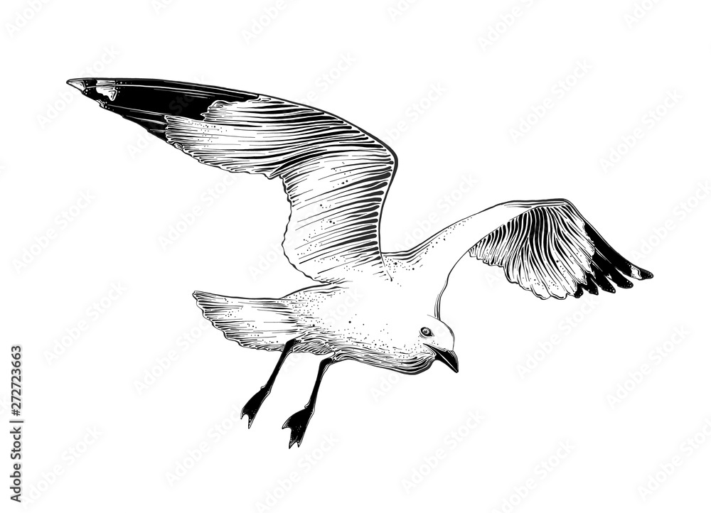 Hand drawn sketch of seagull in black color. Isolated on white ...
