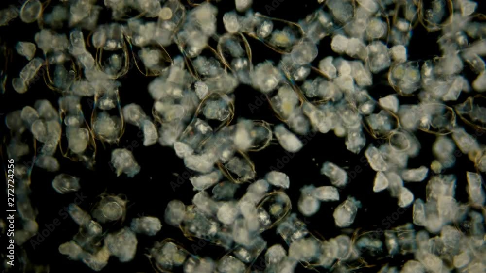 The colony of plankton rotifers Rotifera under a microscope, fast and ...