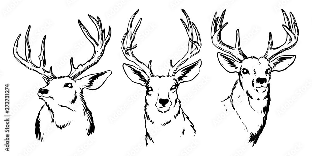 Hand-drawn deer heads lineart with details of feathers and shadows ...