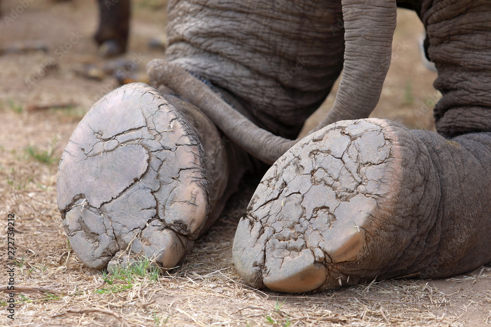 What Do You Call Elephant Feet at Faith Fussell blog