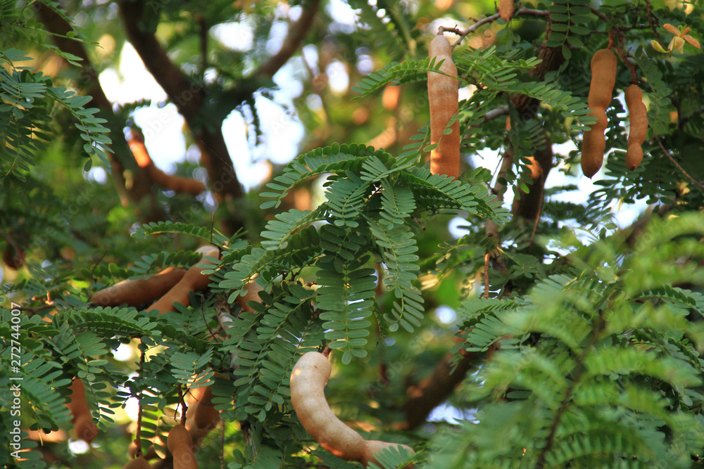 Sweet tamarind and leaf on the tree. Raw tamarind fruit hang on the ...