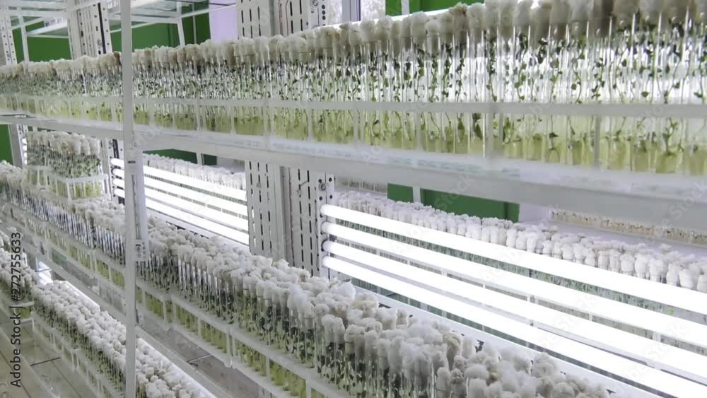 Laboratory of microclonal reproduction. "In vitro" micro-breeding ...