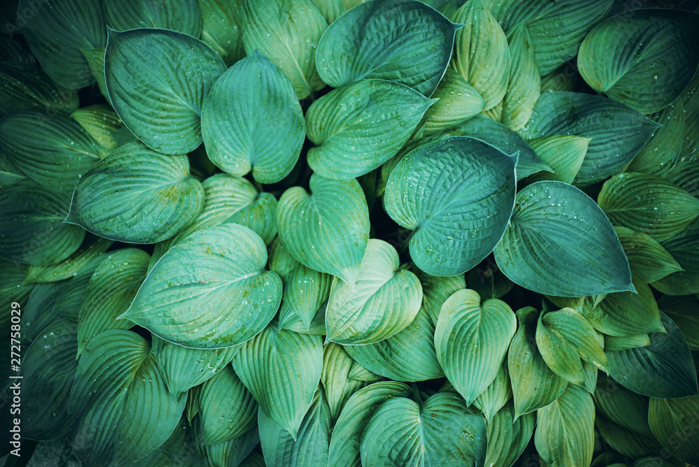 Nature concept. Top view. Green leaves texture. Tropical leaf ...
