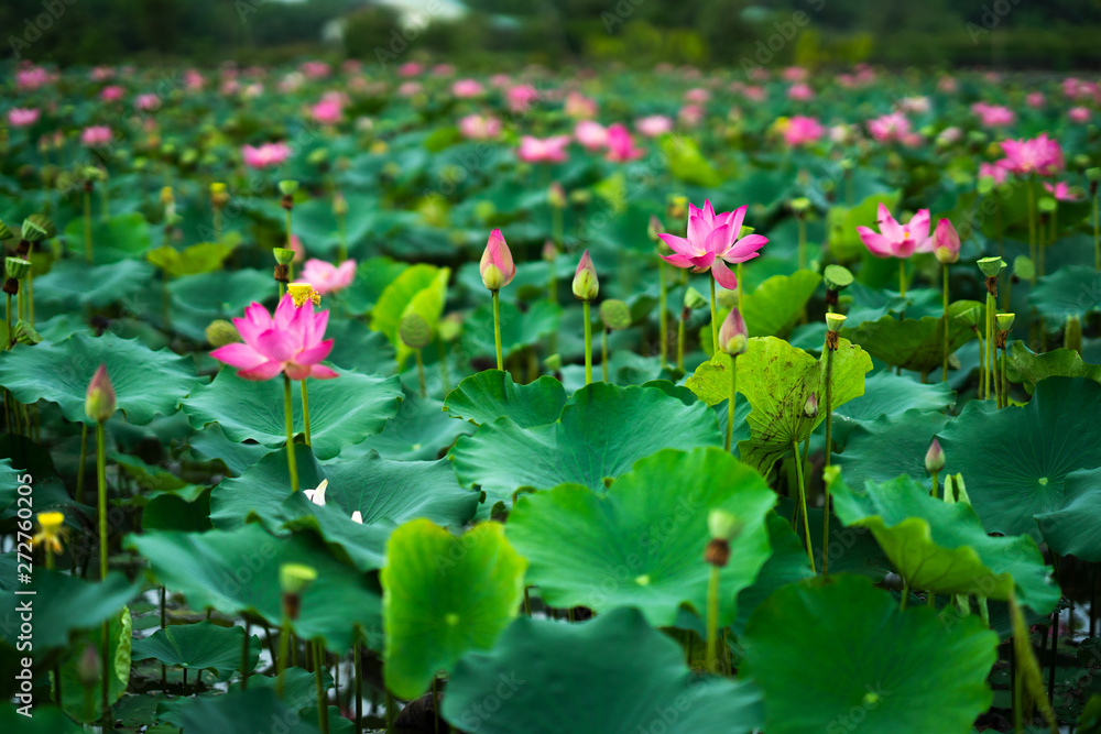 Beauty fresh pink lotus in middle pond, the background is leaf, bud ...