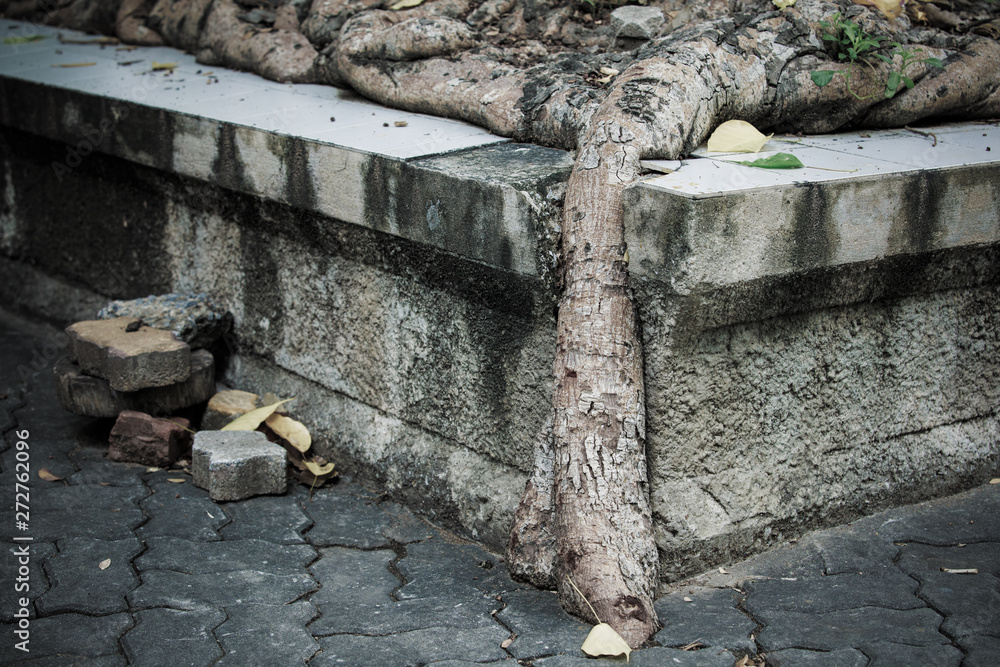 Roots of large trees,Air roots of trees, vines, parasites,twisted ...