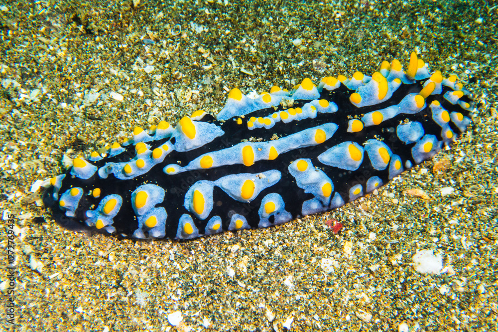 Nudibranch (Swollen Phyllidia, Phyllidia Varicosa) in Anilao, Batangas ...