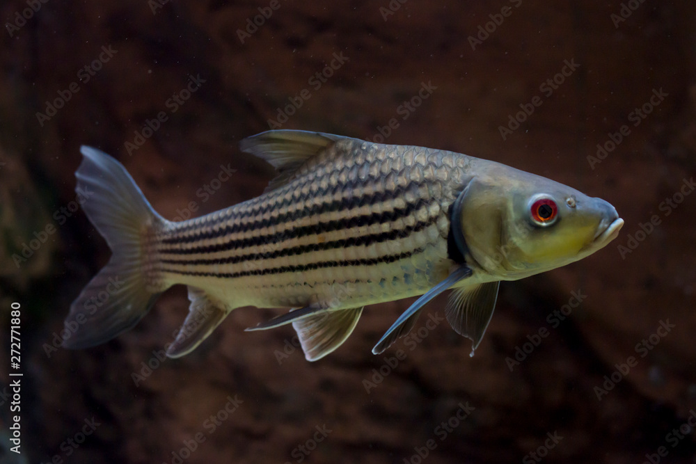Striped barb (Probarbus jullieni) native fish in Thailand Stock Photo ...