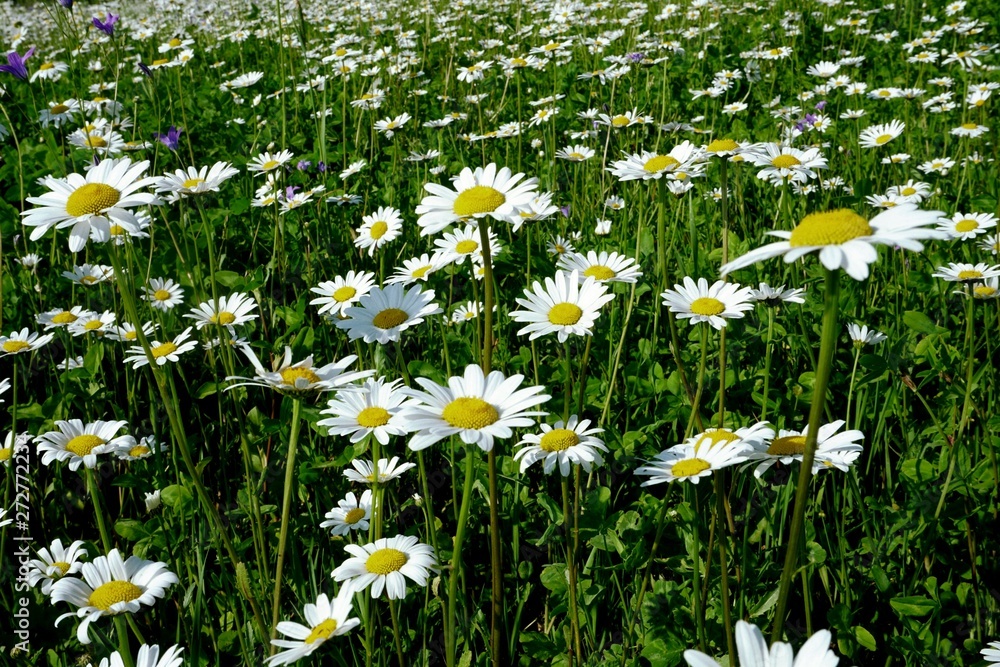 Beautiful summer flower meadow with white flowers,Daisy flowers ...