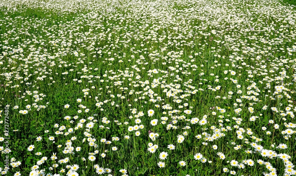 Beautiful summer flower meadow with white flowers,Daisy flowers ...