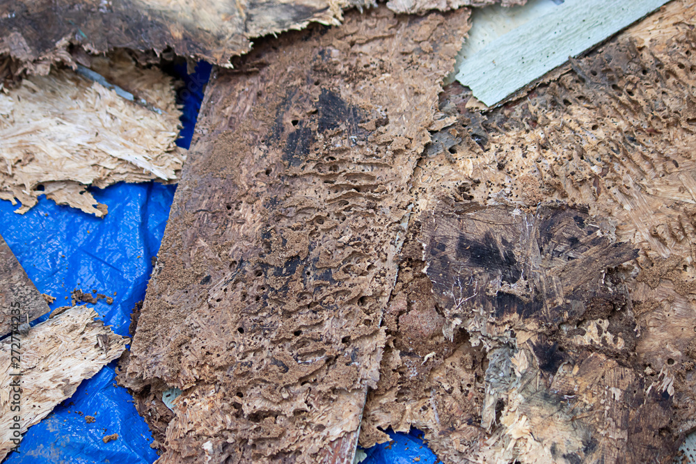chipped siding broken from damage done with weather and bugs Stock-Foto ...