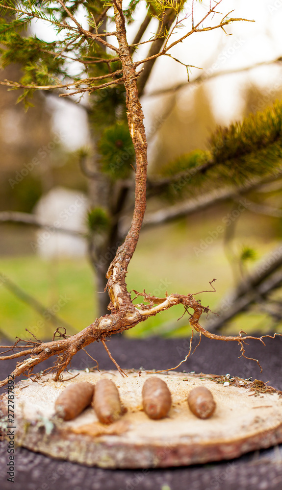Nadelbaum Sprössling mit wurzeln. Needle tree sprout with root in ...