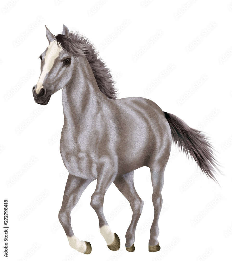 Fototapeta dla nastolatków cheval, de face, animal, isolé, gris, étalon ...