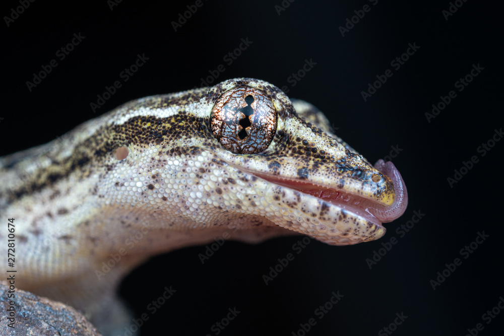 Foto de Lepidodactylus lugubris, the mourning gecko, with mouth open ...