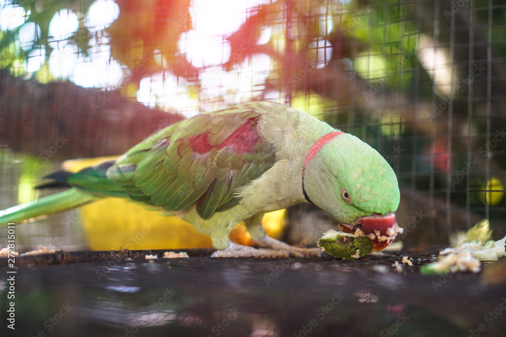 Big talking parrot in the reserve, zoo. Tropical animals in Sri Lanka ...