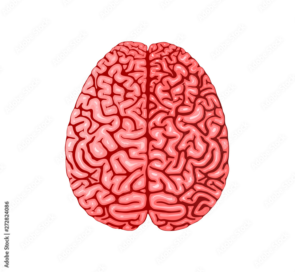 Human brain anatomy realistic flat vector illustration Stock Vector ...