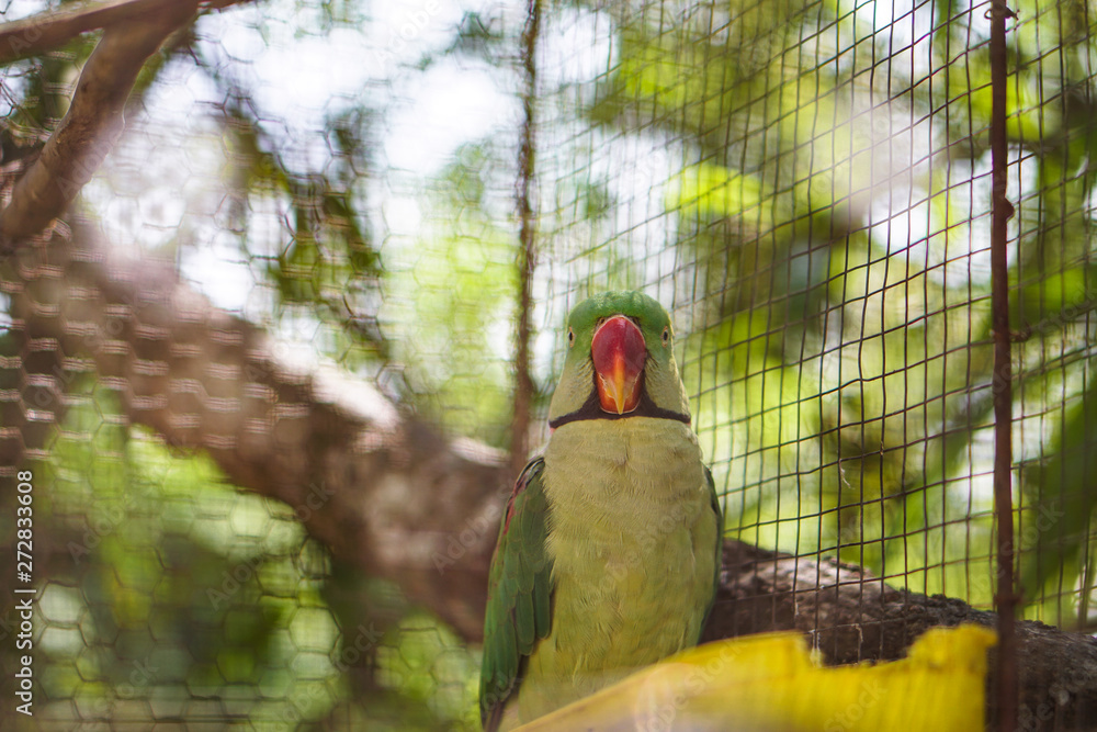 Big talking parrot in the reserve, zoo. Tropical animals in Sri Lanka ...