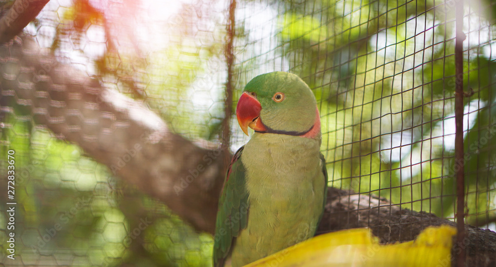 Big talking parrot in the reserve, zoo. Tropical animals in Sri Lanka ...