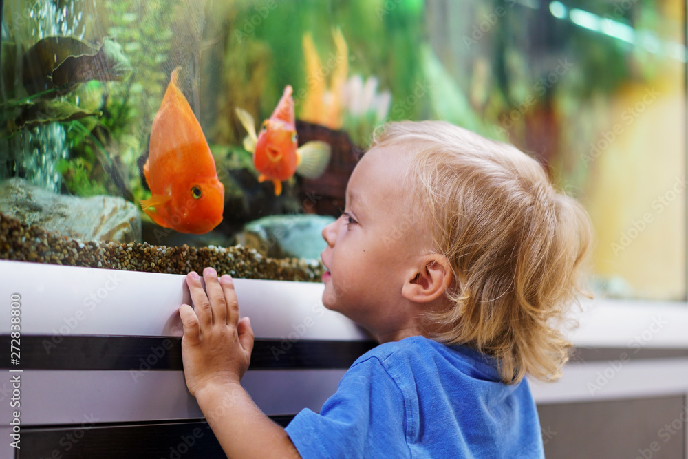 Cute boy looking on colorful aquarium fishes in fish tank, carassius ...
