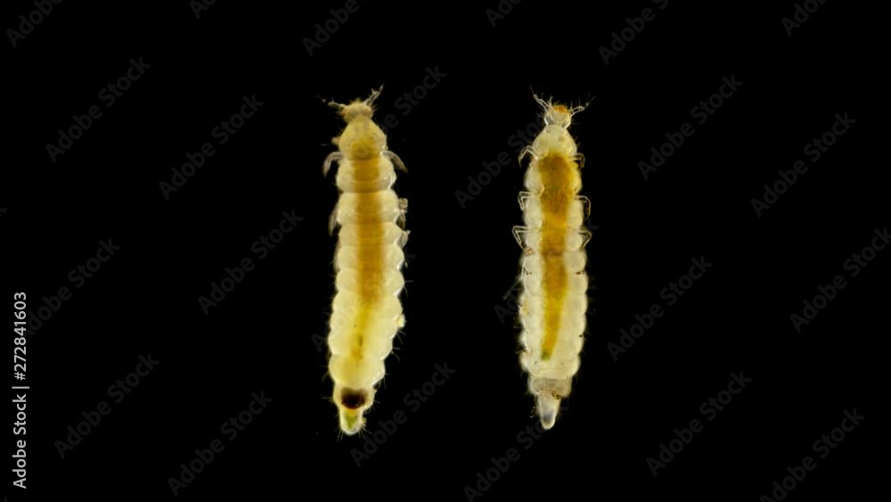 insect larva Worm-shaped, under a microscope, has three pairs of short ...
