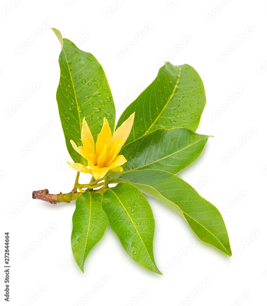 Champaca, Champa, Tree and flowers with medicinal properties on white ...