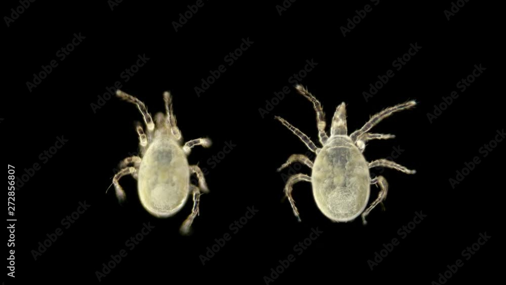 Acari, a saprophage mite, under a microscope, perhaps from the order of ...