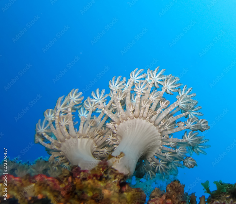 Marine Deep Ocean Plants