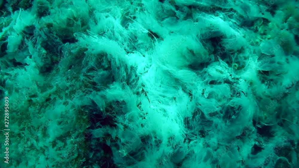 The phenomenon of fish-kill in the sea: eutrophication causes abundant ...