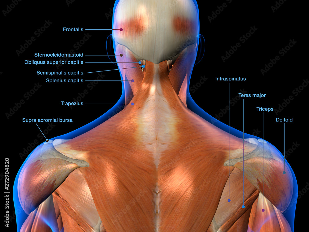 Labeled Anatomy Chart of Neck and Back Muscles on Black Background ...