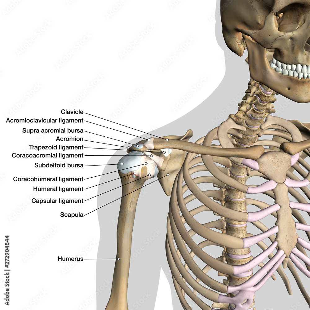 Human Shoulder Bones