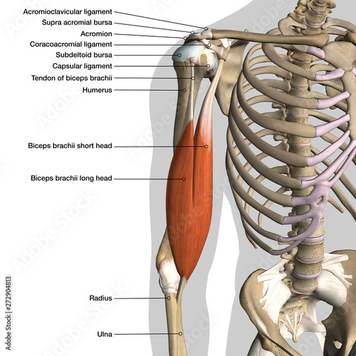 Labeled Chart Male Biceps Muscle and Shoulder Ligaments on White ...