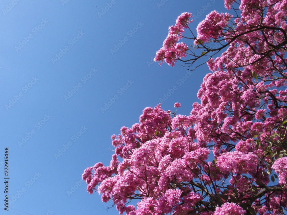 Ipê rosa florido iluminando o céu azul Stock Photo | Adobe Stock