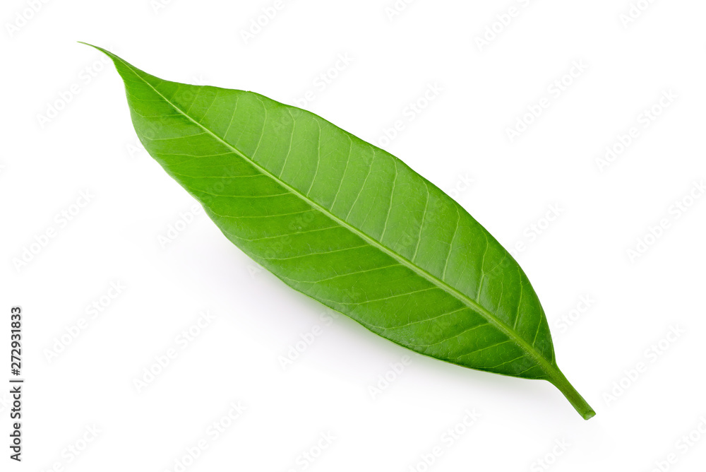 Mango leaf isolated on a white background Stock Photo | Adobe Stock