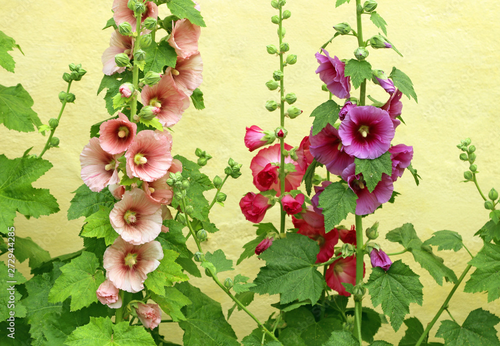 Yellow Hollyhock Flowers