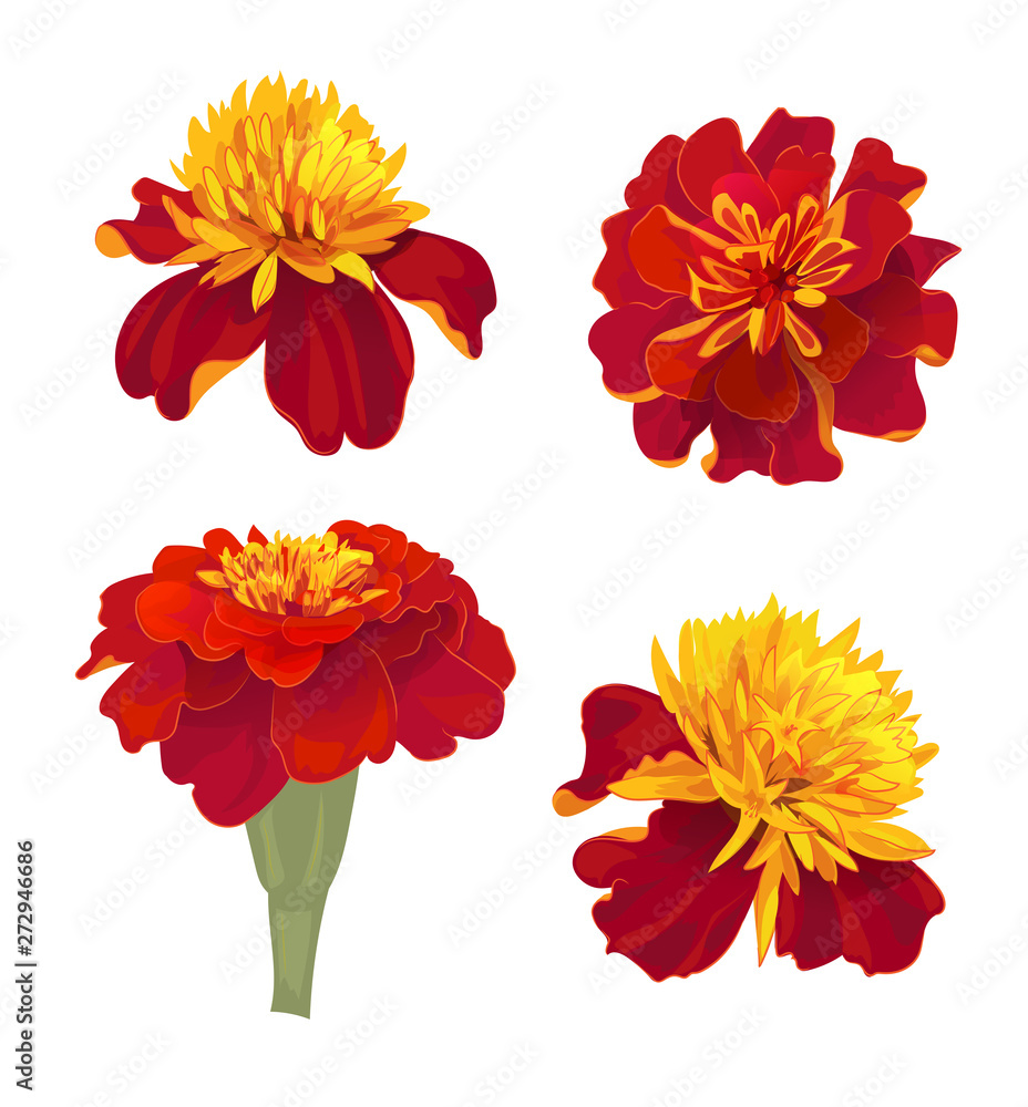 Marigold Botanical Illustration