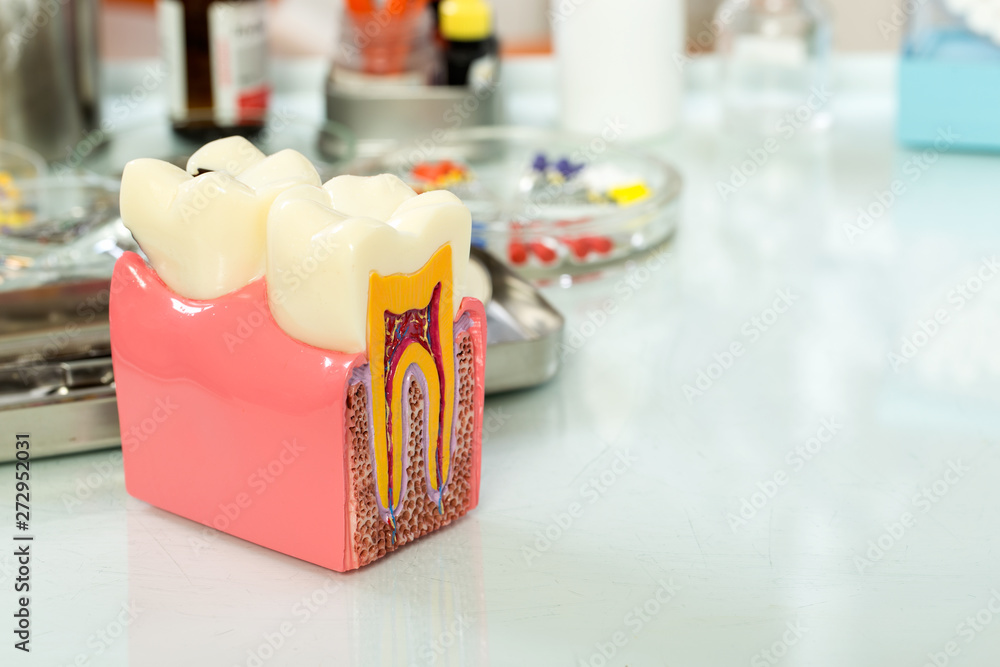 tooth anatomy (vital tooth, structure, bone, ligament) Stock Photo ...