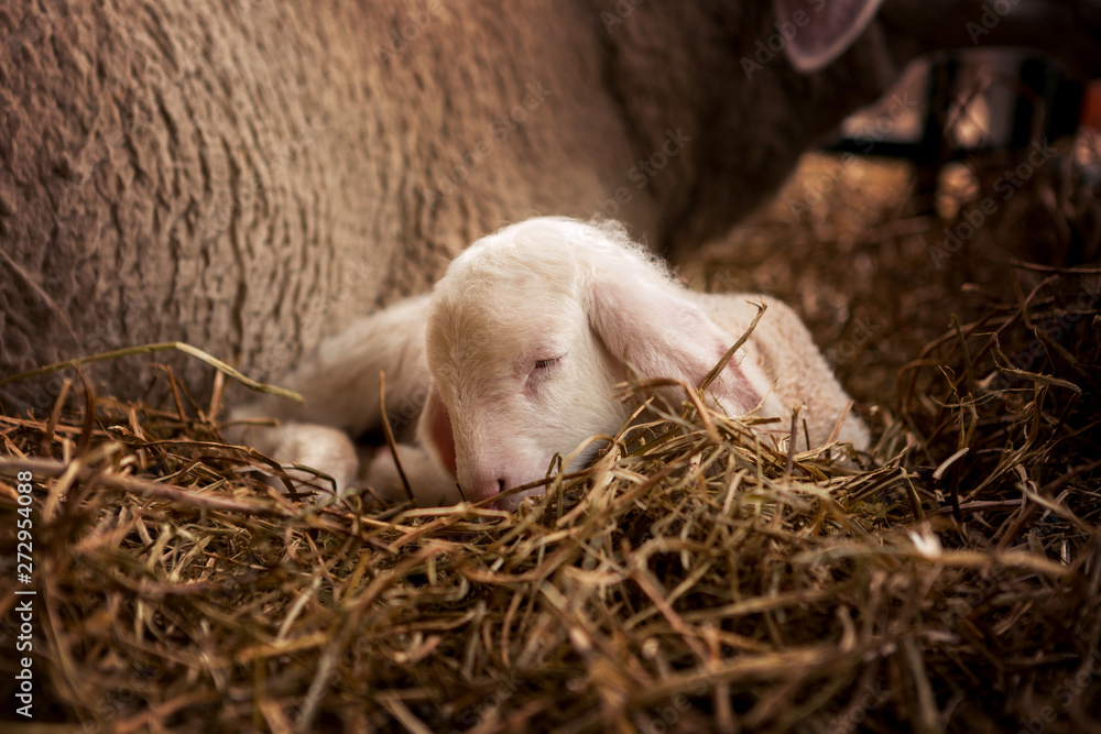 Beautiful white sheep's cub lies next to mother sheep in the stables ...