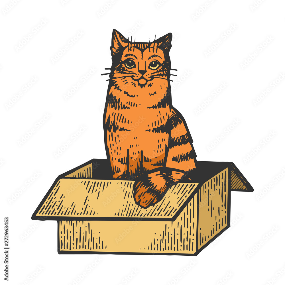 Cat sitting in box color sketch engraving vector illustration. Scratch ...