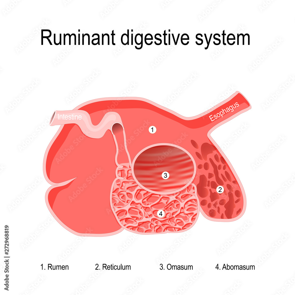 ruminant digestive system. four compartments of Ruminants' stomach ...