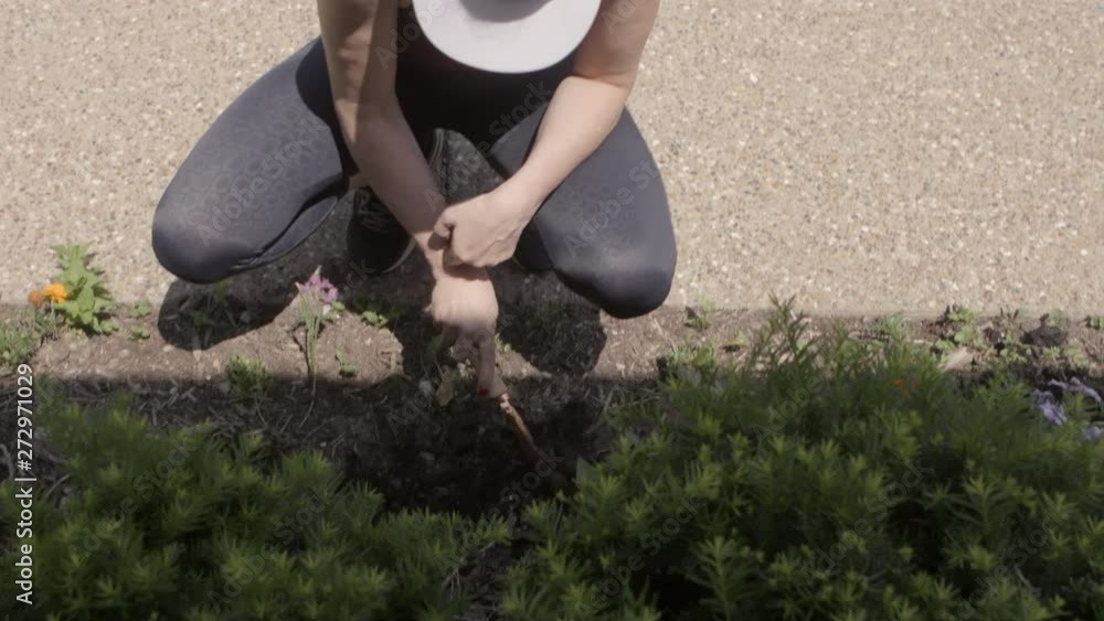 Overhead view of a woman digging a hole for a plant in a flower bed in ...